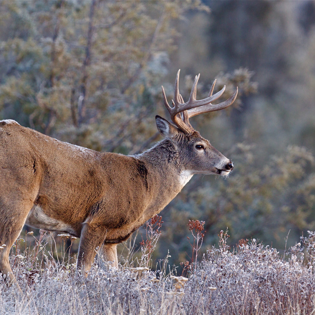 Game Animals and Hunting in Alabama – Marks Outdoors