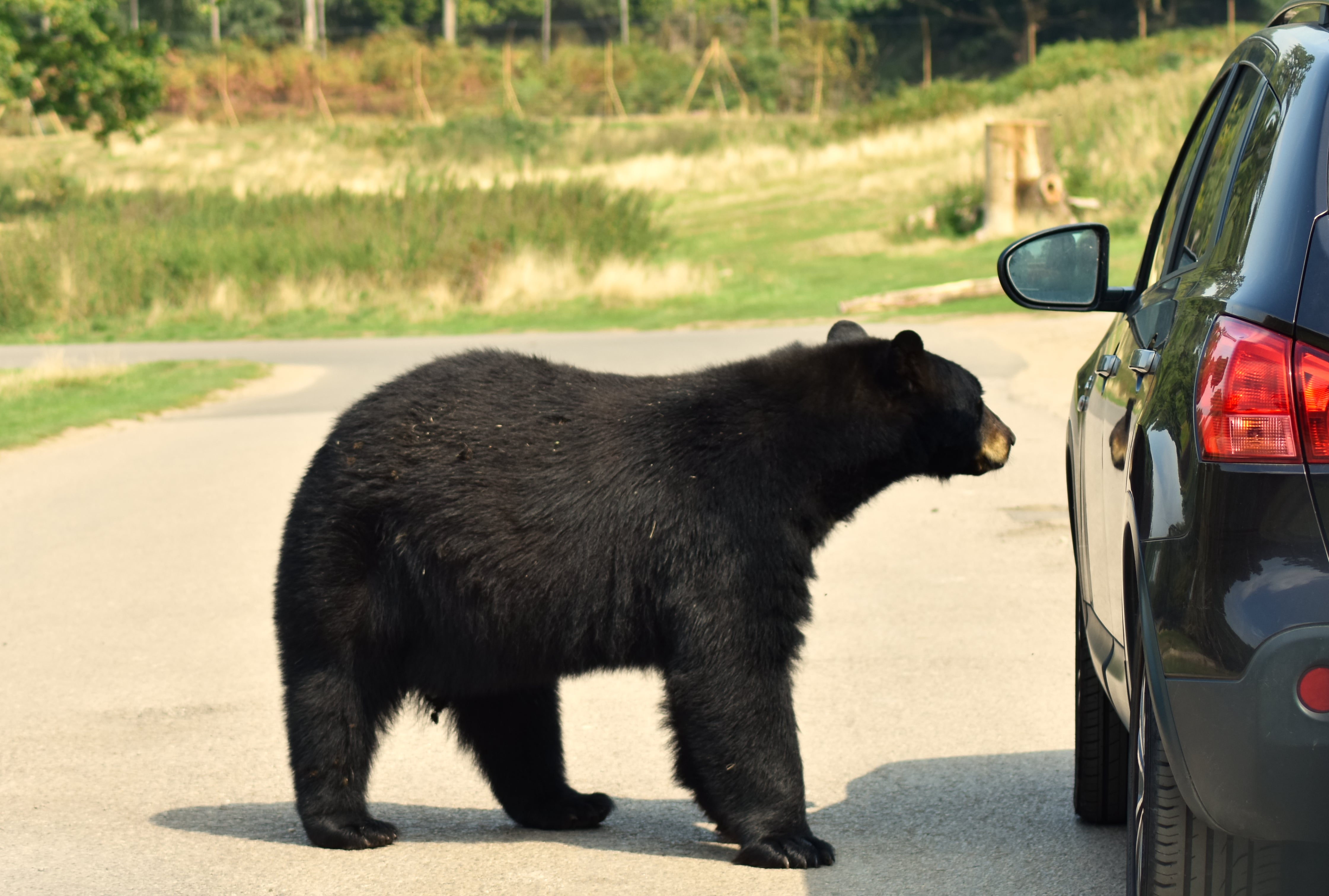 Encountering a Bear: Understanding and Responding to Wildlife Encounte ...