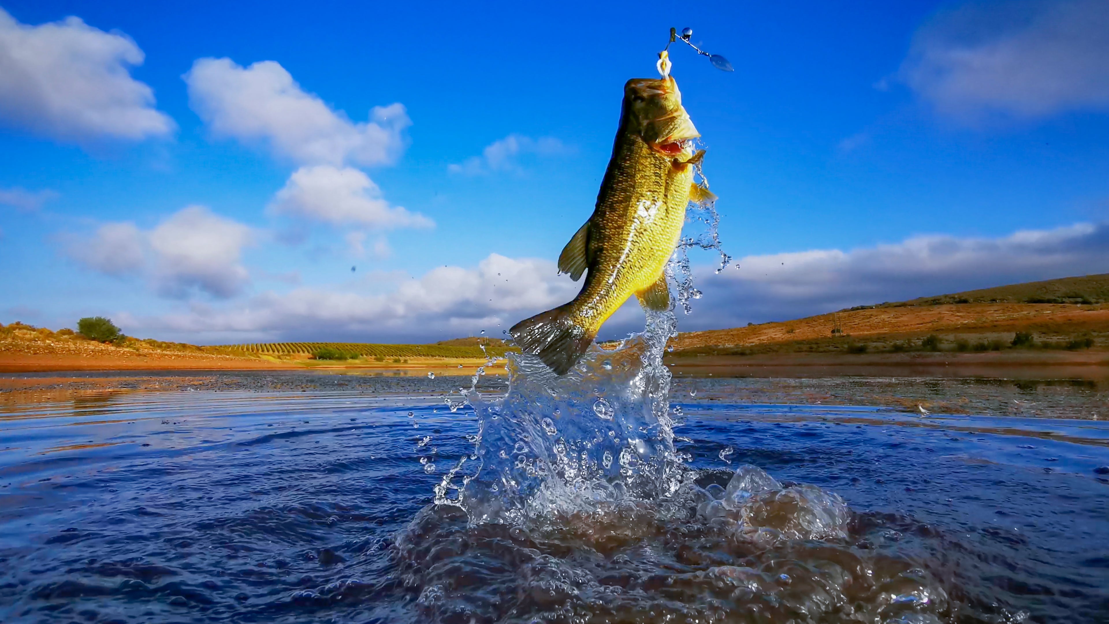 Exploring the Different Types of Bass – Marks Outdoors